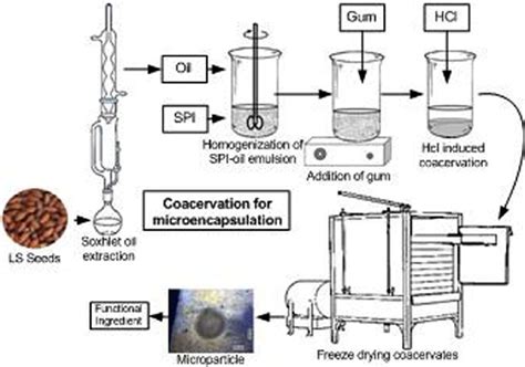 Freeze Drying For Microencapsulation Of α‐linolenic Acid Rich Oil A