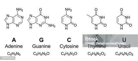 Purine Structure