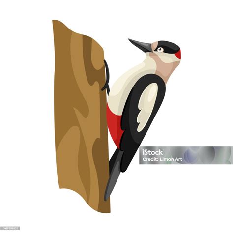나무에 앉아있는 플랫 스타일 만화 딱따구리 귀여운 다채로운 도시 새 설계를 위한 격리된 요소 교육 어린이 책과 조류 학적 백과