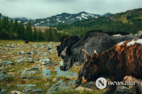 Фото Аялал жуулчлалын бүс Баян Өлгий аймаг News Mn