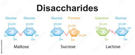 Disaccharides Definition Structure Sucrose Lactose Ma