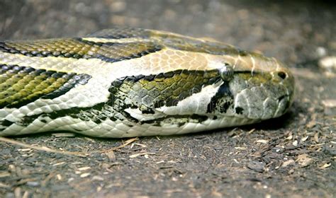 176 Python Profile Stock Photos Free Royalty Free Stock Photos From Dreamstime