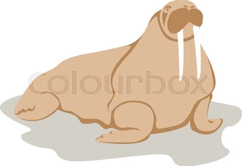Adult Walrus Vector Illustration Style Stock Vector Colourbox