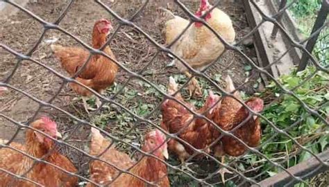 Cria De Gallina Todo Lo Que Necesitas Saber Sobre Los Pollitos ︎