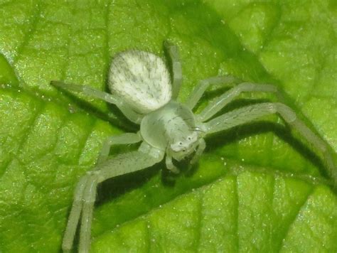 Arizona Spiders Green Nature