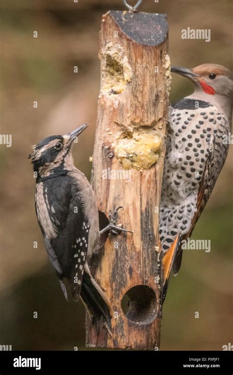 Female Hairy Woodpecker And Male Northern Flicker Eating At A Suet Log