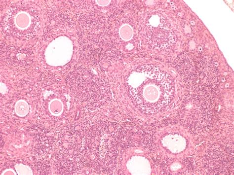 Ovarian Follicles I Diagram Quizlet