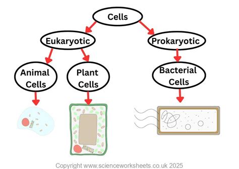 Aqa Gcse Cells Tissues Organs And Organ Systems Biology Science