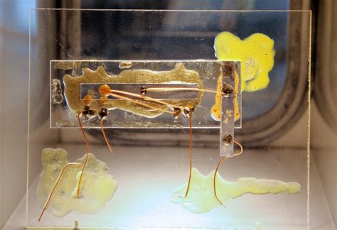 Two Scientists Who Created The First Integrated Circuit At Matthew Calzada Blog