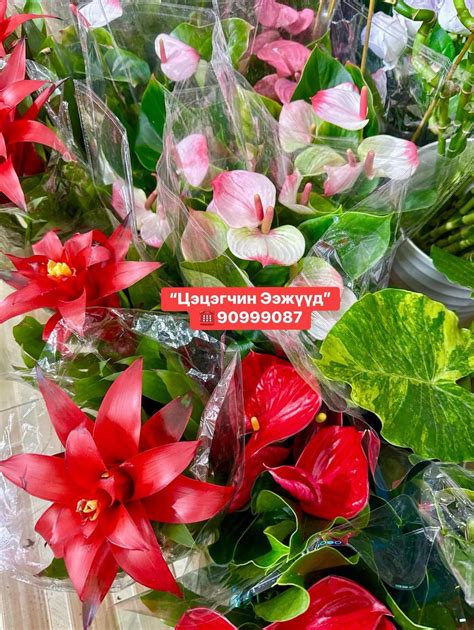 Цэцэгчин Ээжүүд Эрдэнэт Салбар Таримал болон Гоёлын цэцгийн Бөөний Төв Цэцэгчин Ээжүүд