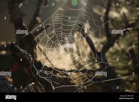 Empty Spider Web Tree Hi Res Stock Photography And Images Alamy