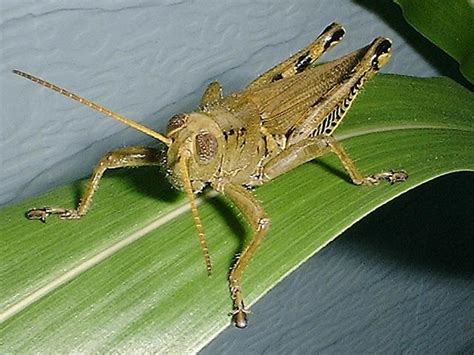 Re Another Grasshopper Pic Grasshopperdscf3412 S Image Only