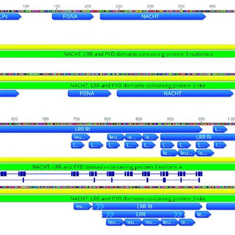 Comparison Of Functional Domains Of Atlantic Salmon Nlrp3 And Human Download Scientific Diagram
