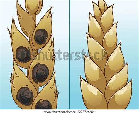 Nematode Diseases Plants Over 4 Royalty Free Licensable Stock Vectors