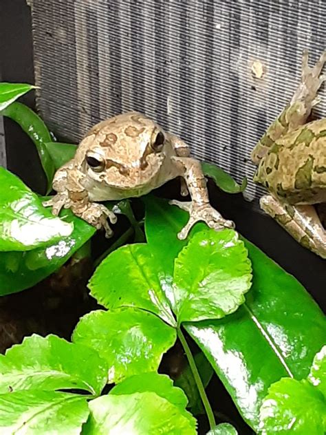 二ホンアマガエルの魅力（飼うための準備について） ペットガイド