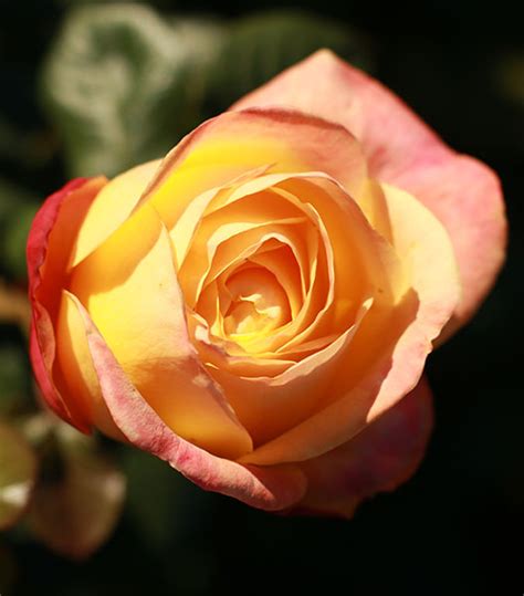 Rose Pruning Australia Jgs Roses