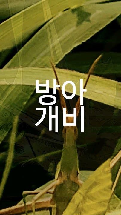 방아개비메뚜기의 일종이어요 멀리뛰기의 달인 긴 뒤다리로 1미터이상 간단히 뛰어요 최악의 위기엔 다리 한쪽을 떼어버려요 재생불가서식지에 맞게 변색도 해요 방아개비