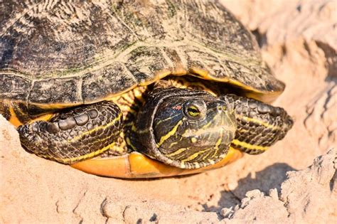 Premium Photo Trachemys Scripta Elegans Tortoise