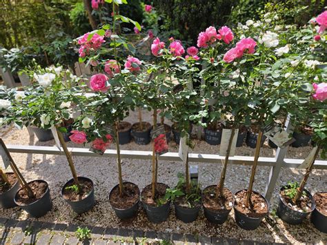 Verde Verde Added A New Photo