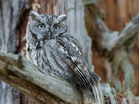 Types Of Owls In Georgia Full Guide Birdfact