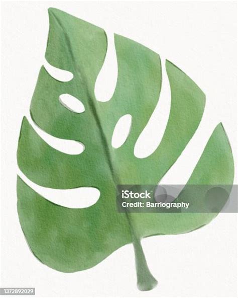종이 질감에 그림 몬스터 잎 그림 수채화 녹색 칼라 일러스트 식물 팜 싱글 리프 하얀 배경에 고립 된 여름 이국적인 열대 우림 공장 카드 장식 0명에 대한 스톡 벡터 아트