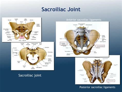 Ppt Organization Of The Lower Limb Powerpoint Presentation Free Download Id 2139663
