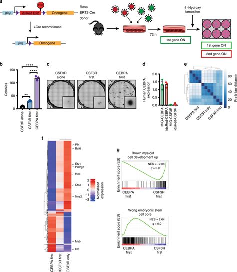 Cebpa Mutations Must Precede Mutations In Csf3r To Block Download Scientific Diagram