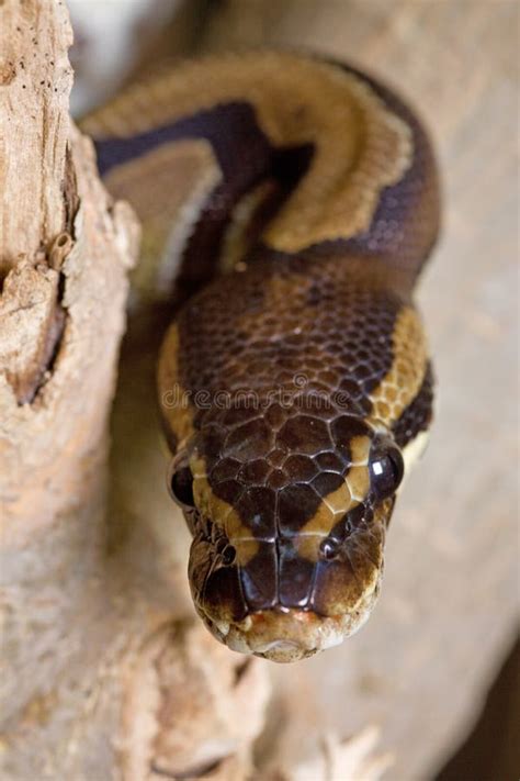 Python From The Front Stock Image Image Of Structure 38219843