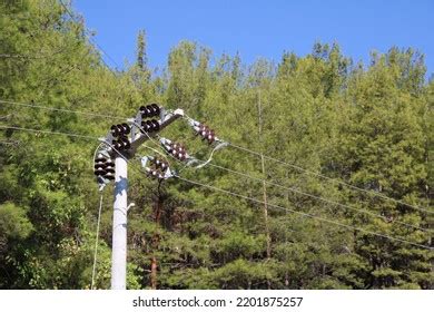 6 738 Pole Pine Tree Images Stock Photos Vectors Shutterstock