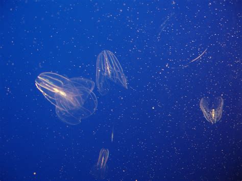 Comb Jellies Characteristics At Jasper Saranealis Blog