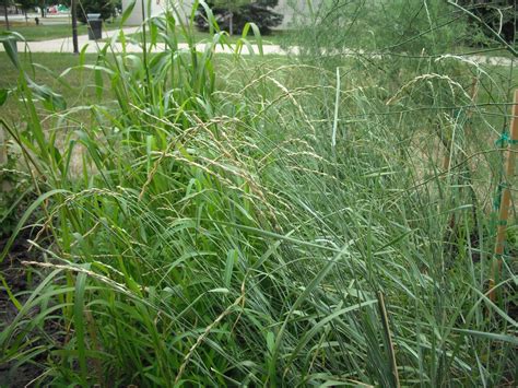 The Perennial Agriculturalist Intermediate Wheat Grass And Wheat