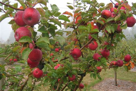 Cosmic Crisp® Apple Tree Cloud Mountain Farm Center And Nursery