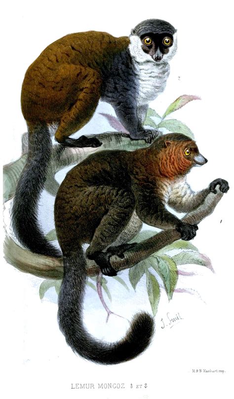 Mongoose Lemur Eulemur Mongoz Display Full Image