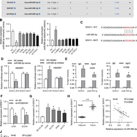Pcgem1 Promoted Proliferative And Migrative Abilities Of Nsclc Cells
