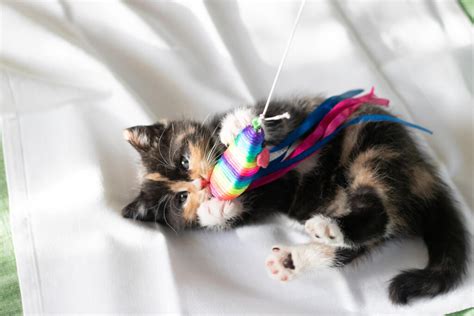 What Toys Will Cats Actually Play With Simply Pets