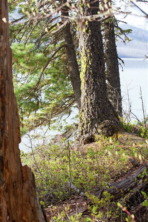 Through The Looking Trees Photograph By Shawna Fife Fine Art America