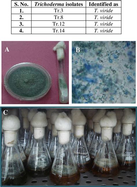 Figure 1 From Biocontrol Efficacy Of Trichoderma Viride Isolates