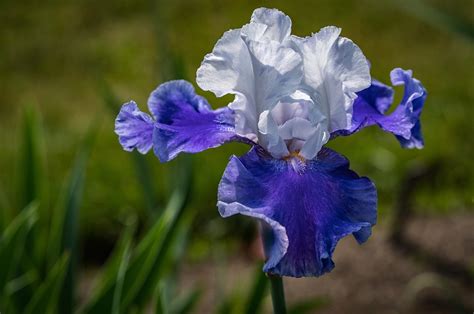 Iris Blanc Bleu Fleur Presby Photo Gratuite Sur Pixabay