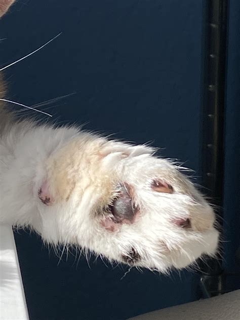 ~ Calico Beans ~ R Toebeans