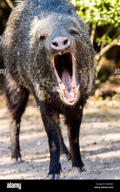 Javelina Or Collared Peccary Camp Lula Sams Brownsville Texas Usa
