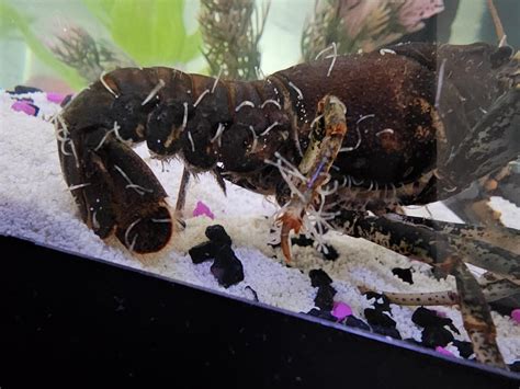 Help Are These Worms Bad Rcrayfish