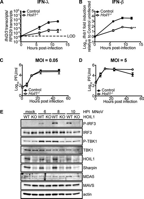 Hoil1 Is Required For Induction Of Ifn And Ifn In Bmdcs In Response To