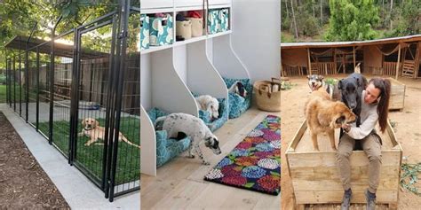 Refugio De Perros En La Zona Norte Cómo Adoptar Con Amor