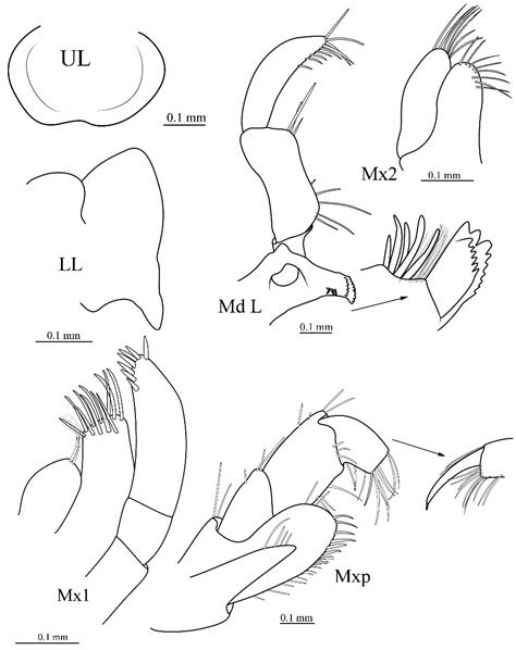 Taxonomic Exploration Of Rare Amphipods A New Genus And Two New