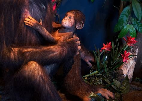 Ein Besuch Im Naturkundemuseum 2016sex And Evolution Nordhessenblendede