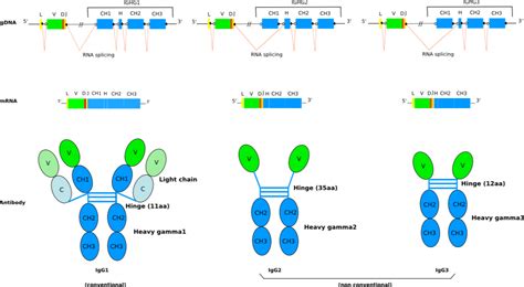 The Imgt Biotechnology Page