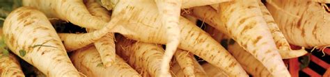 Parsnip Seedlings West Coast Seeds Seedlings Sale