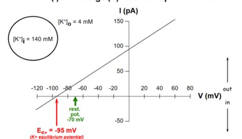 Membrane Potential And Neuronal Action Potentials Flashcards Quizlet