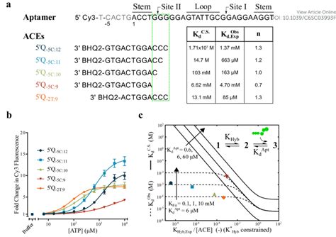 Results And Analytical Modeling Of A Solution Based Fret Assay For 5