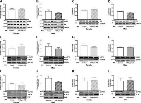 Inorganic Arsenic Exposure Induces Sex Disparate Effects And